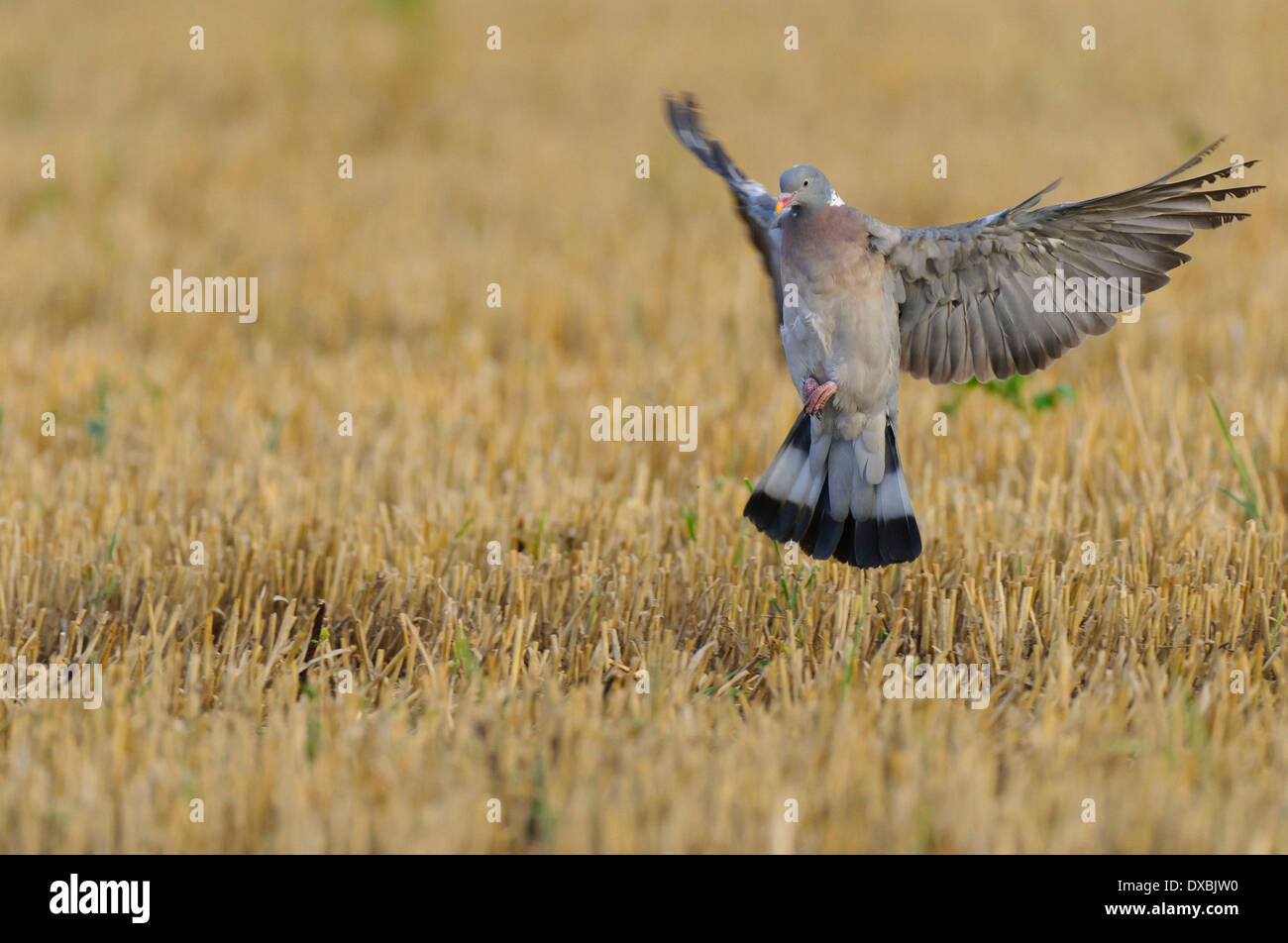 Pigeon ramier Banque de photographies et d’images à haute résolution ...