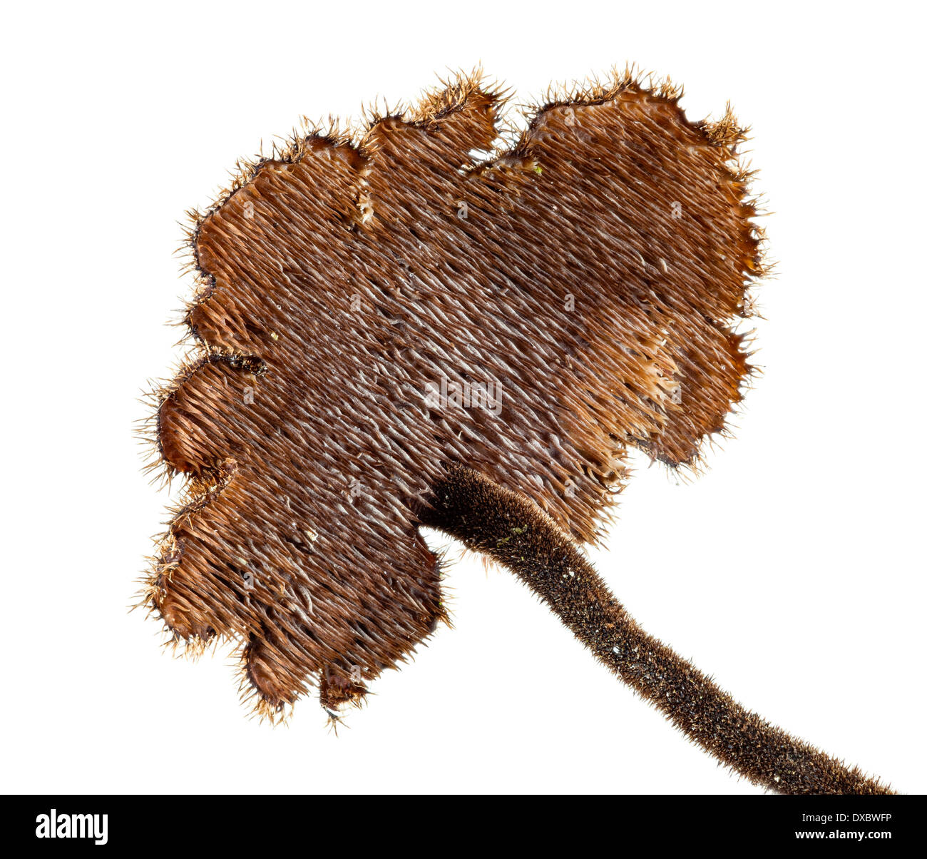Cone tooth Banque de photographies et d’images à haute résolution - Alamy
