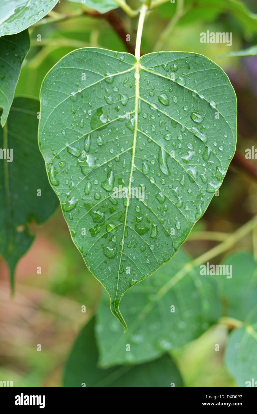 Feuille de ficus Banque de photographies et d’images à haute résolution ...