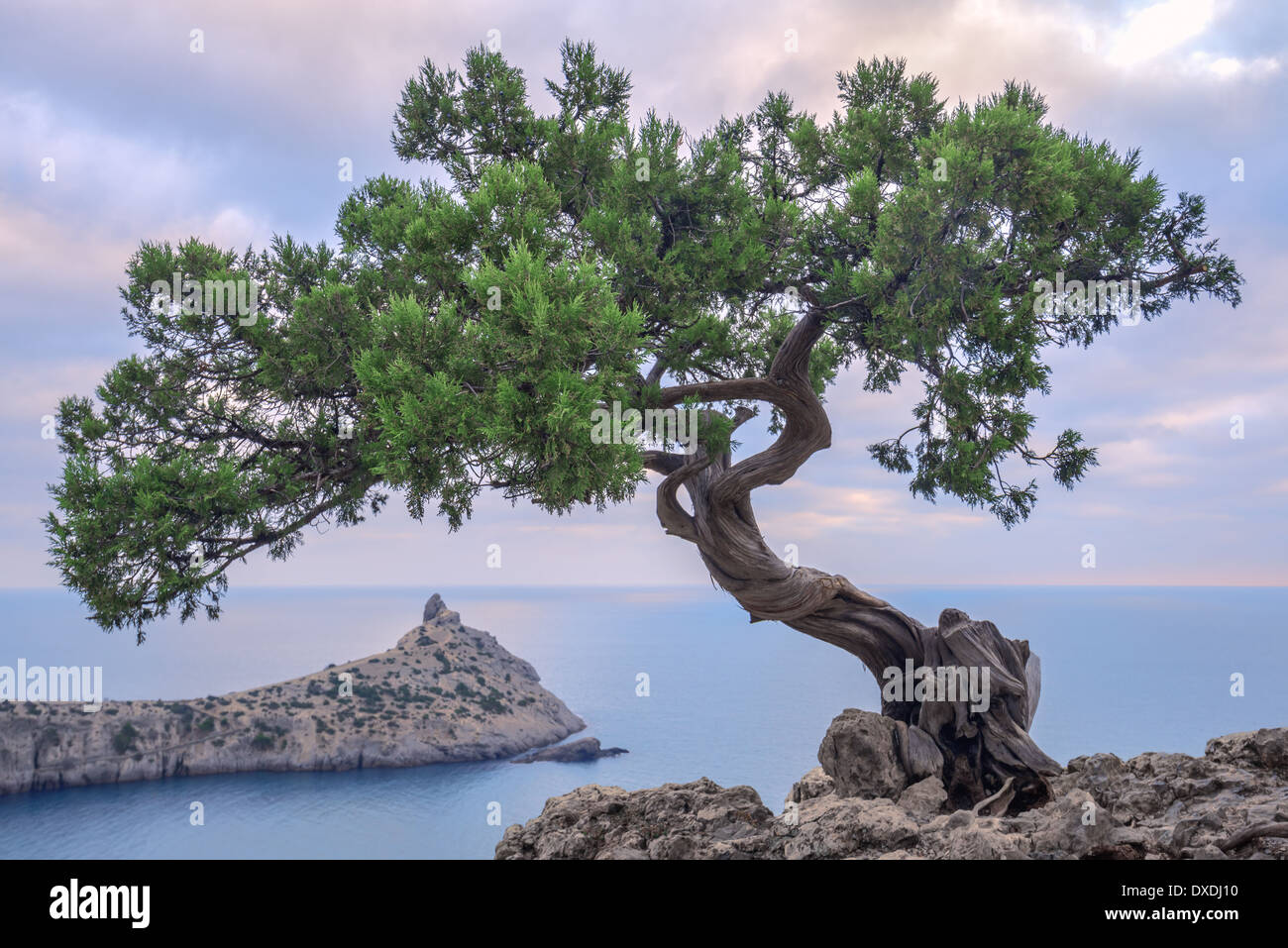 Arbre sur rocher Banque de photographies et d’images à haute résolution ...