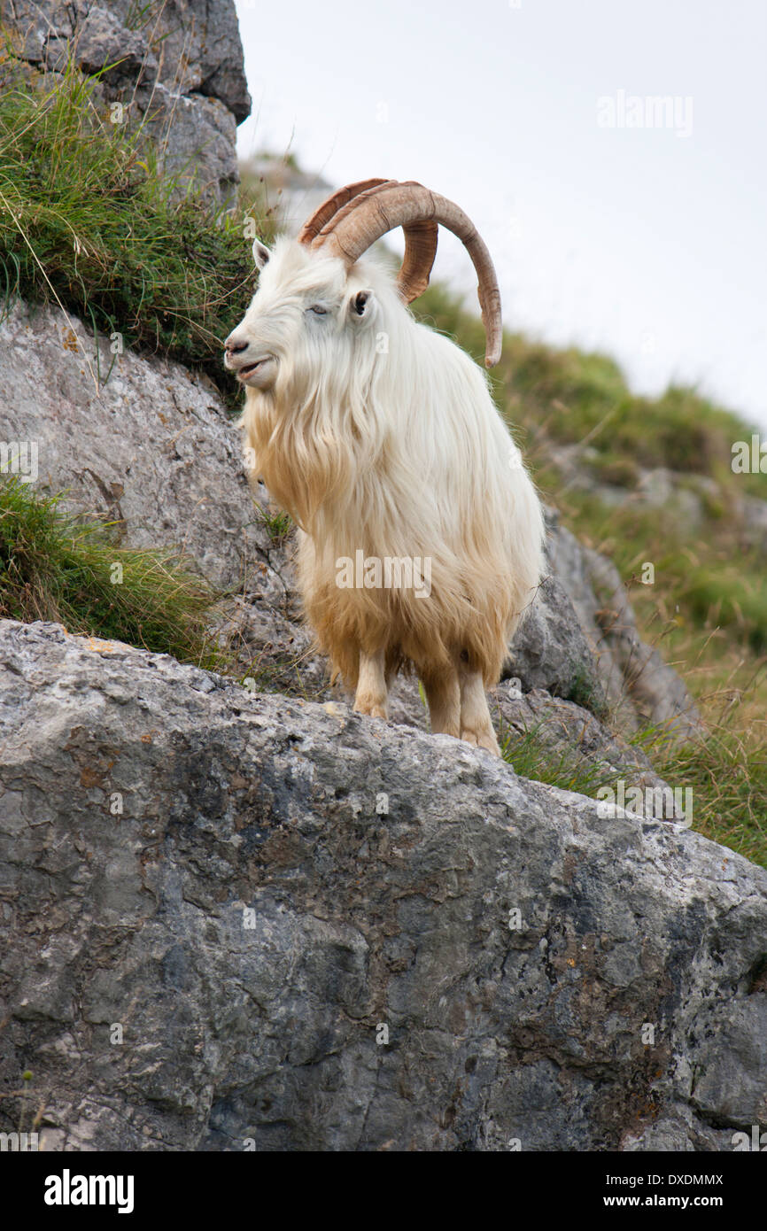 Chèvre du cachemire Banque de photographies et d’images à haute ...