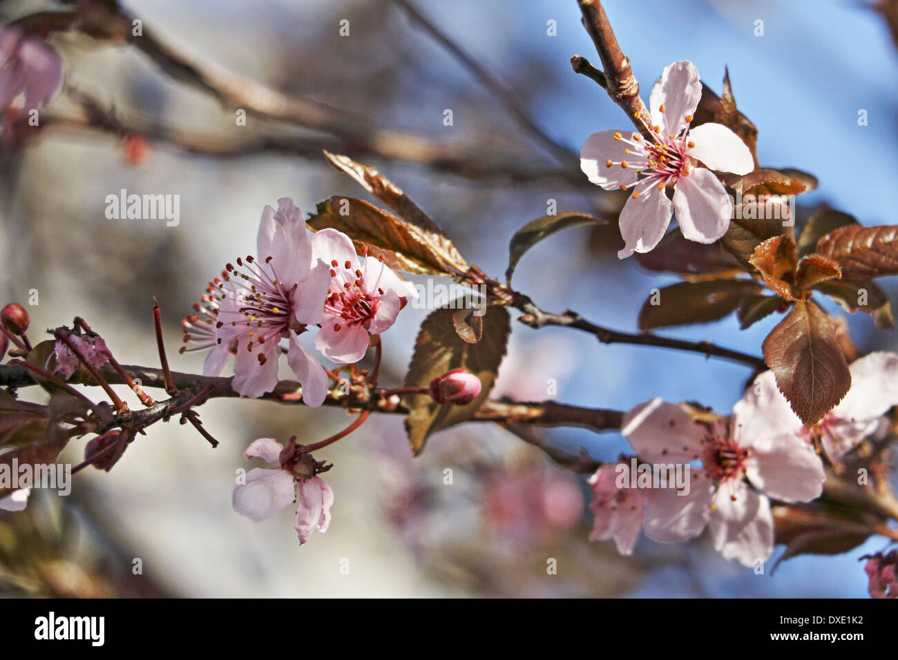 Fleur de cerisier Banque de photographies et d’images à haute ...