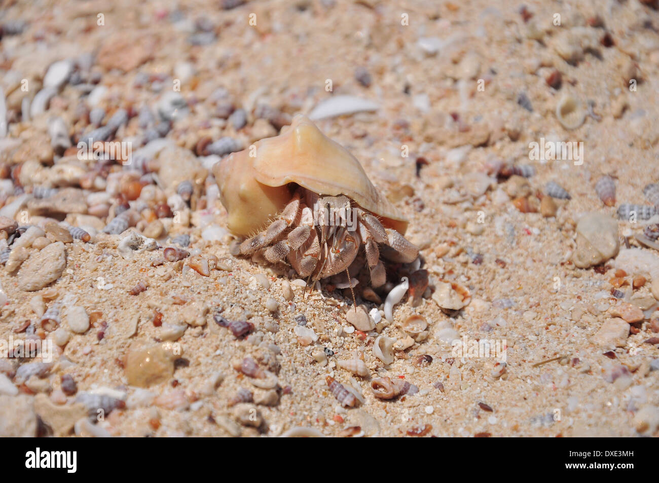 Ermite desert Banque de photographies et d’images à haute résolution ...