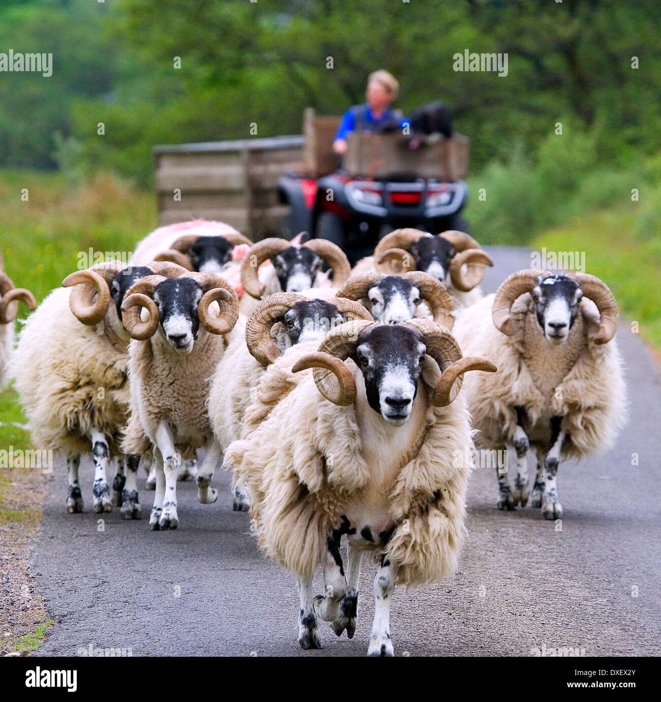 Les béliers Banque de photographies et d’images à haute résolution - Alamy