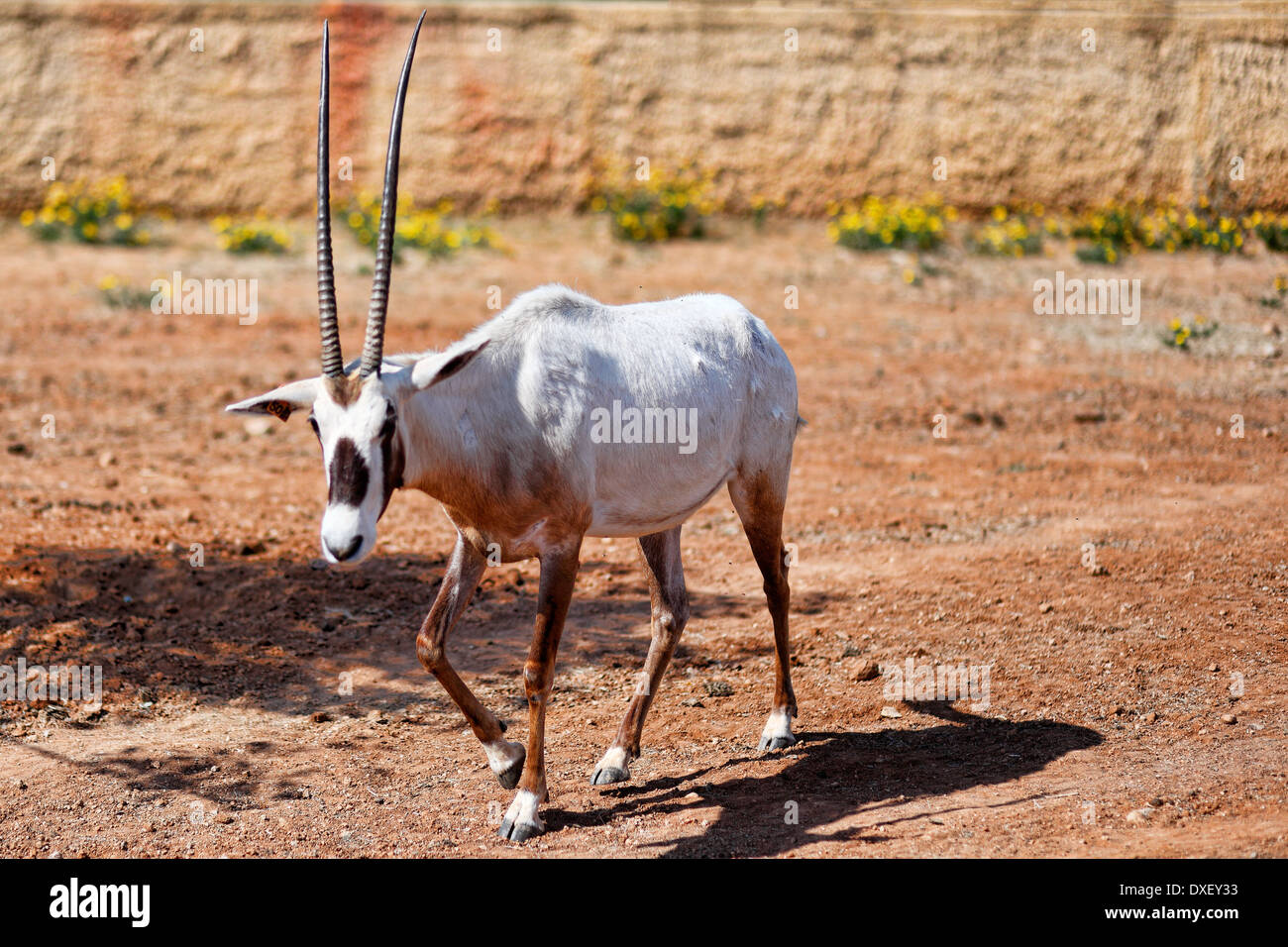 Animal avec des cornes Banque de photographies et d’images à haute ...