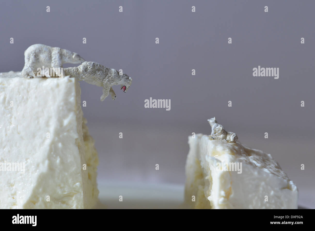 Ours Solitaire Banque d'image et photos - Alamy