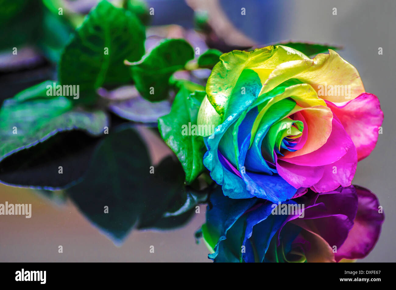 Rose couleur arc en ciel Banque de photographies et d’images à haute ...