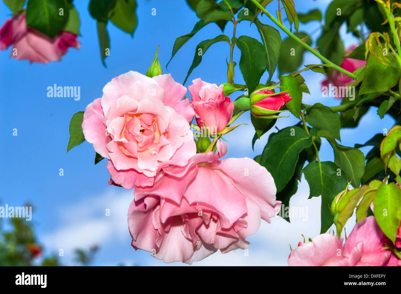 Climbing roses Banque de photographies et d’images à haute résolution ...