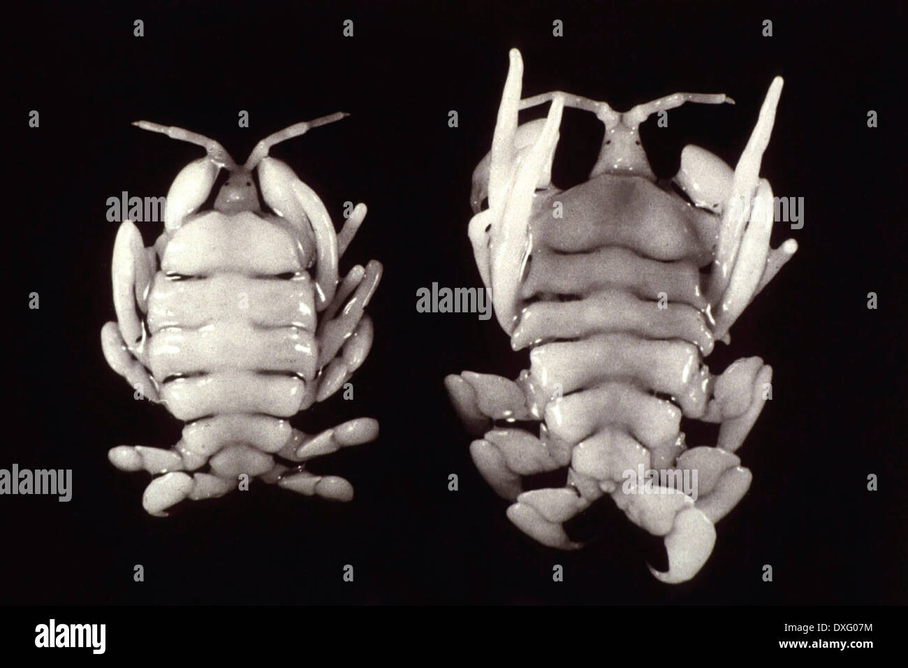 Parasite de crustacés Banque de photographies et d’images à haute ...