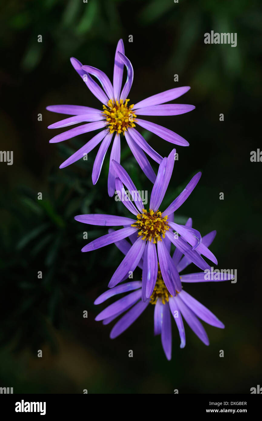 Shrub aster felicia fruticosa Banque de photographies et d’images à ...