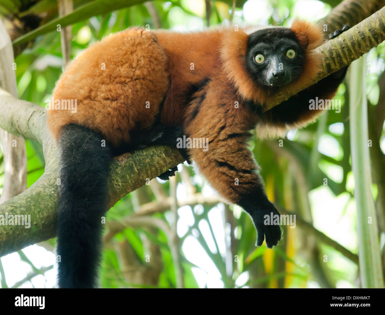 Varecia variegata variegata Banque de photographies et d’images à haute ...