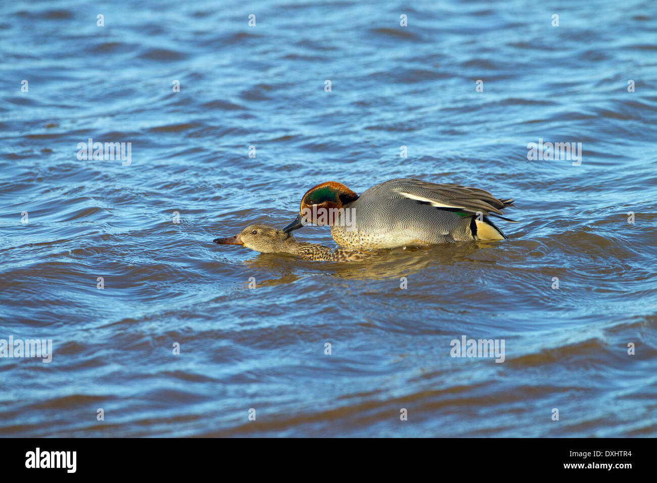Accouplement des femelles Banque de photographies et d’images à haute ...