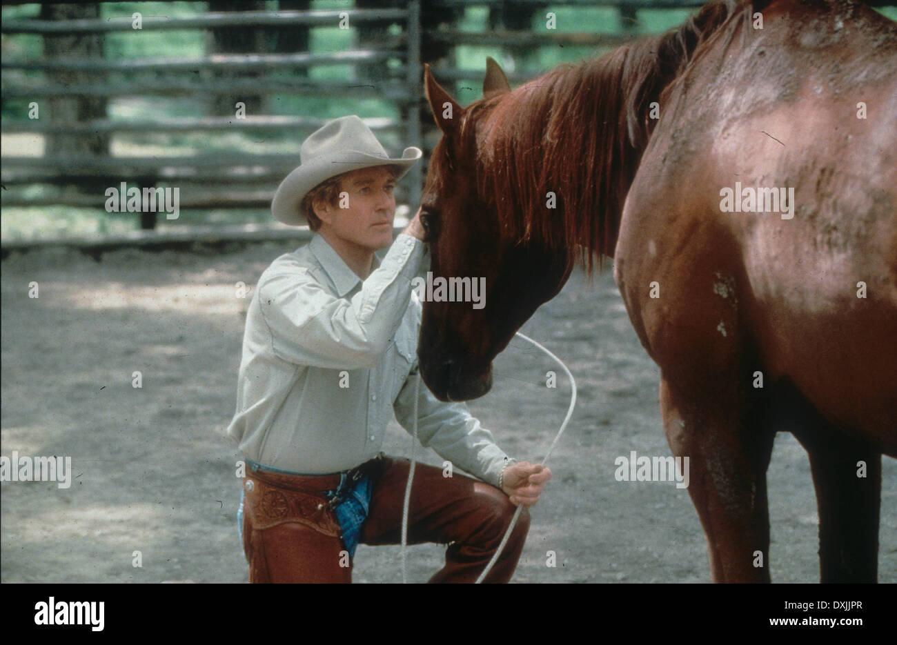 The horse whisperer robert redford Banque de photographies et d’images ...