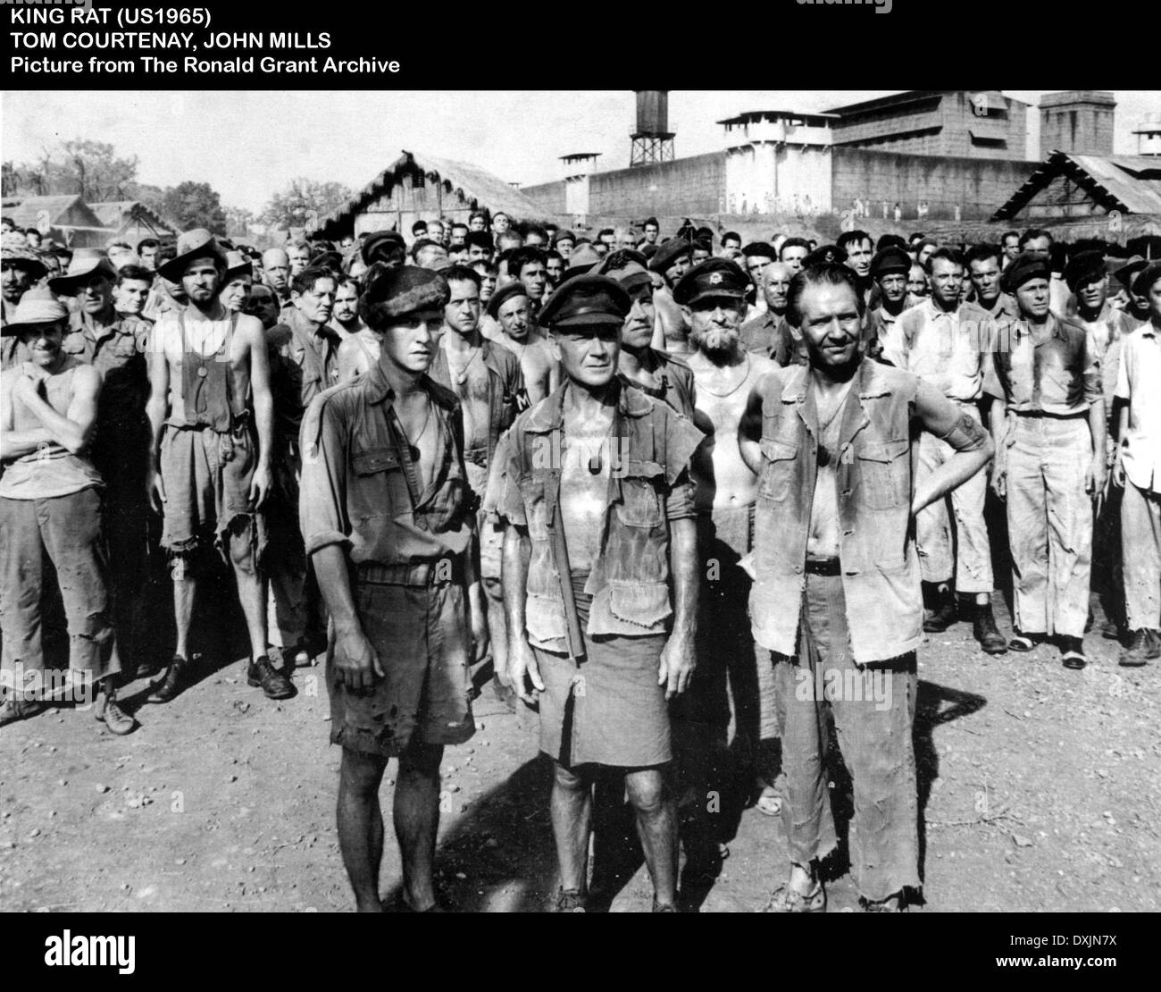 Roi rat Banque de photographies et d’images à haute résolution - Alamy