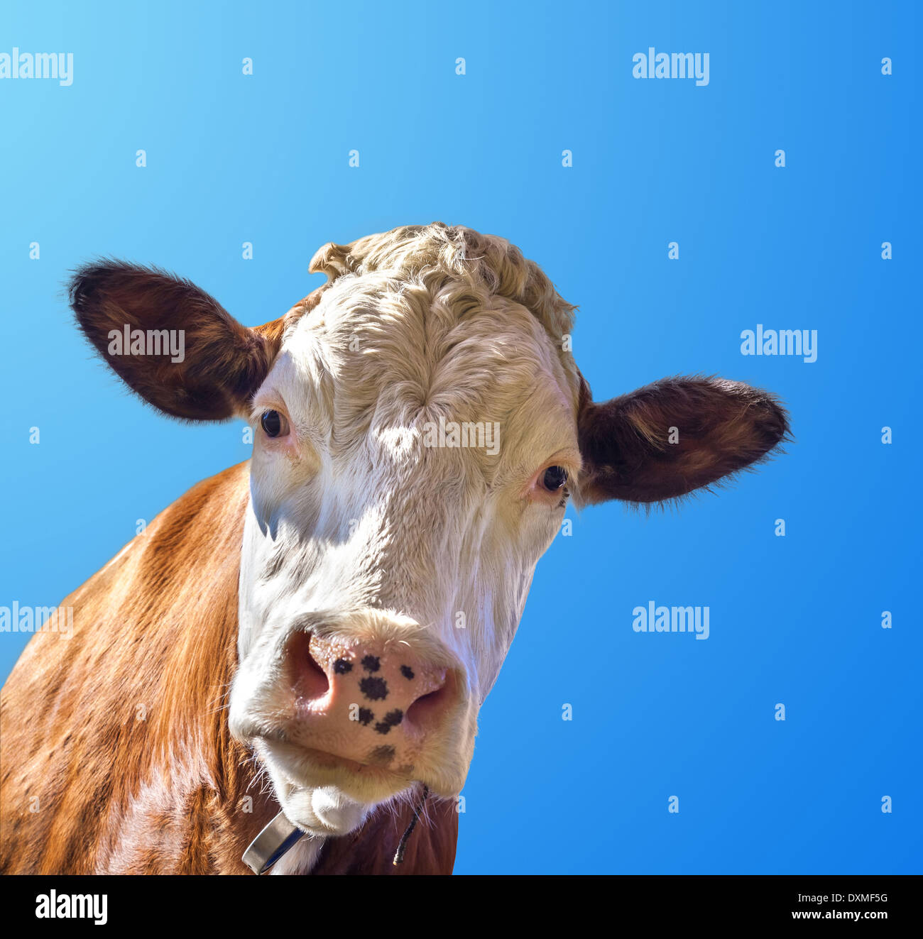 Oreille de vache Banque de photographies et d’images à haute résolution ...