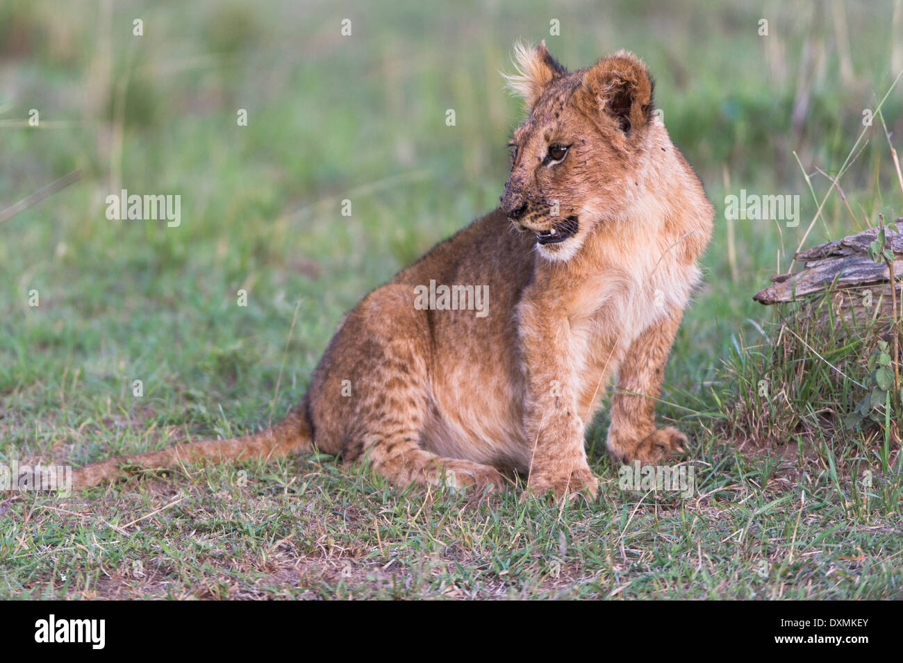 Un Jeune Lion Banque De Photographies Et Dimages à Haute Résolution