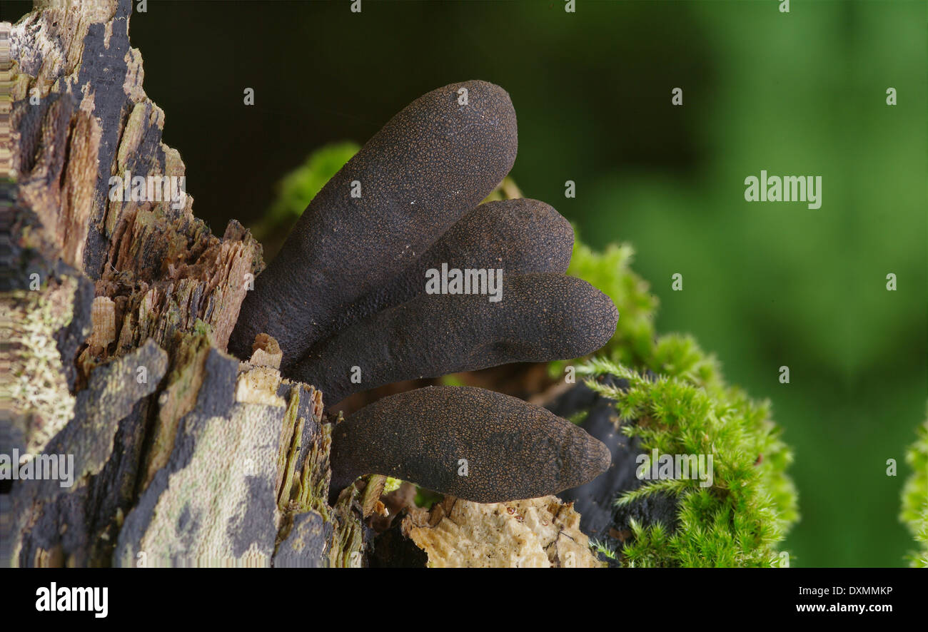 Xylaria polymorpha Banque de photographies et d’images à haute ...