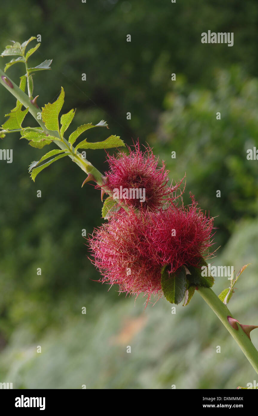 Diplolepis Banque de photographies et d’images à haute résolution - Alamy