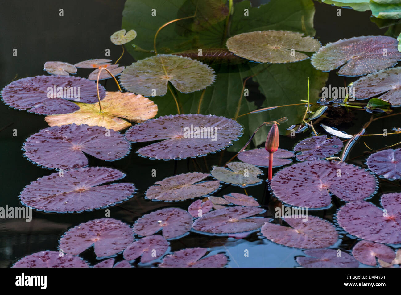 Padonma kyar Banque de photographies et d’images à haute résolution - Alamy