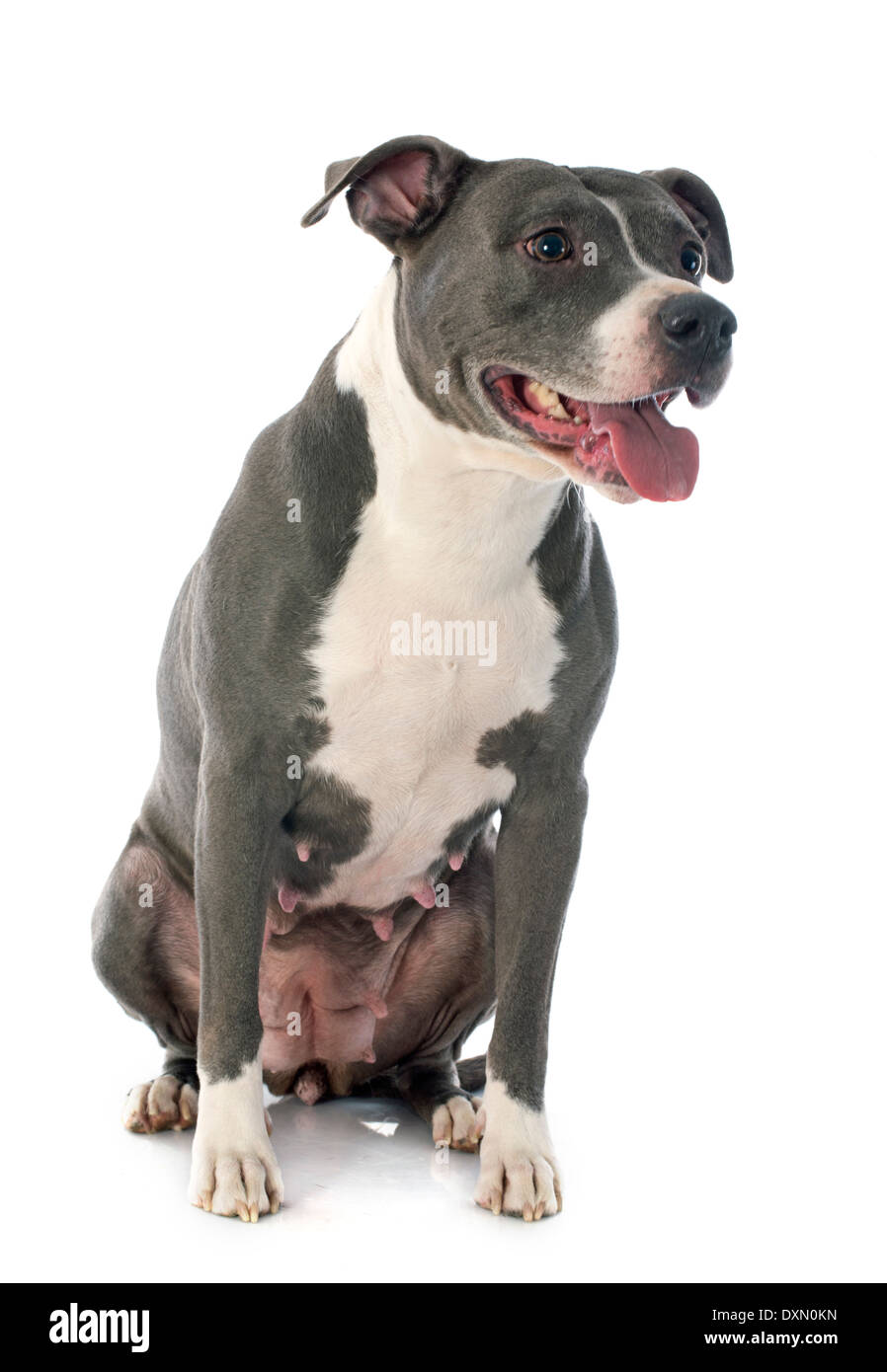 Grey staffordshire bull terrier Banque de photographies et d’images à ...