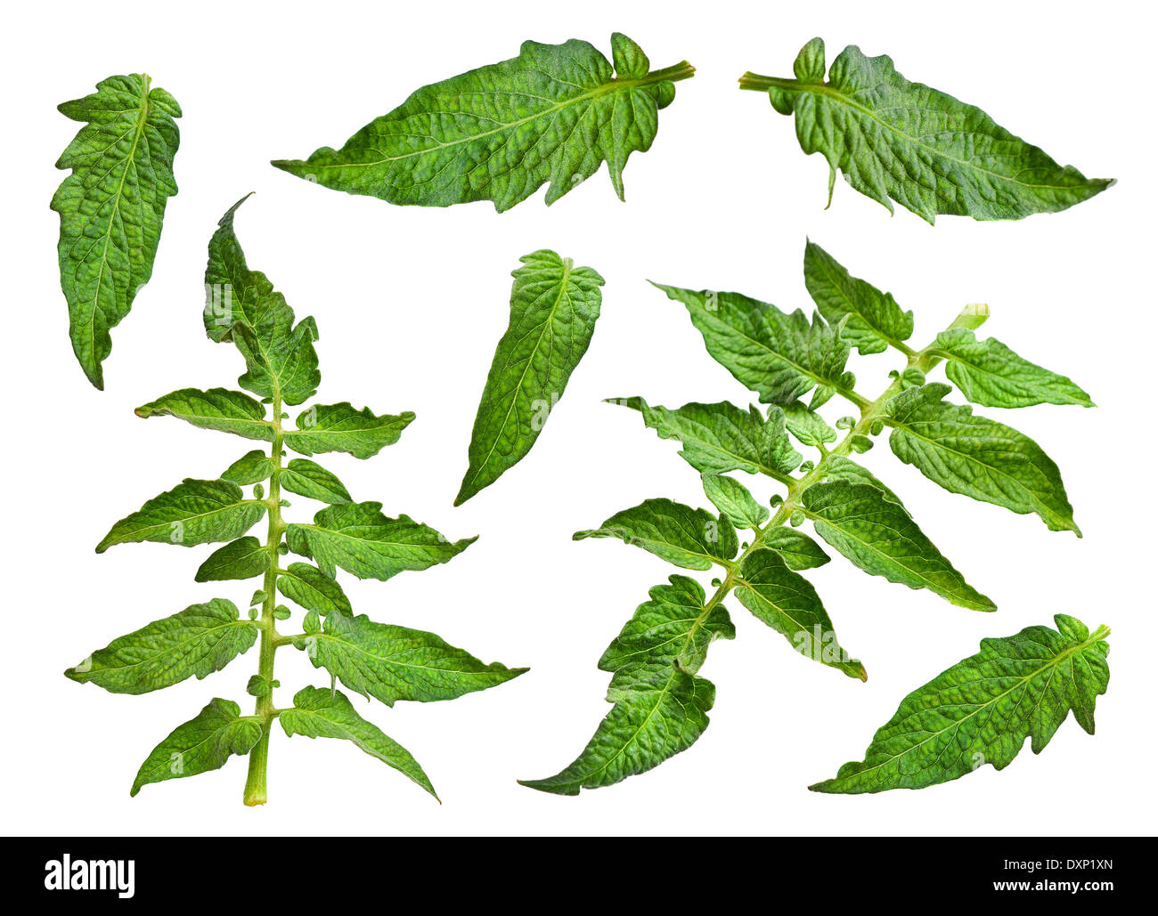 Feuille de plante tomate Banque de photographies et d’images à haute ...