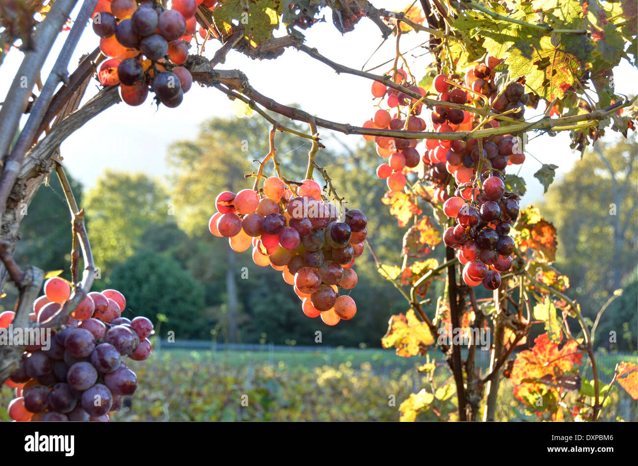 Raisins rouges sur la vigne Banque de photographies et d’images à haute ...