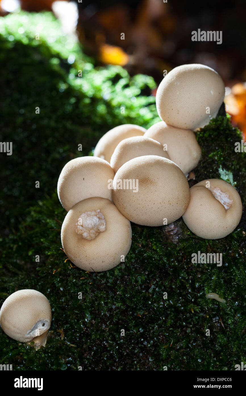 La vesse Banque de photographies et d’images à haute résolution - Alamy