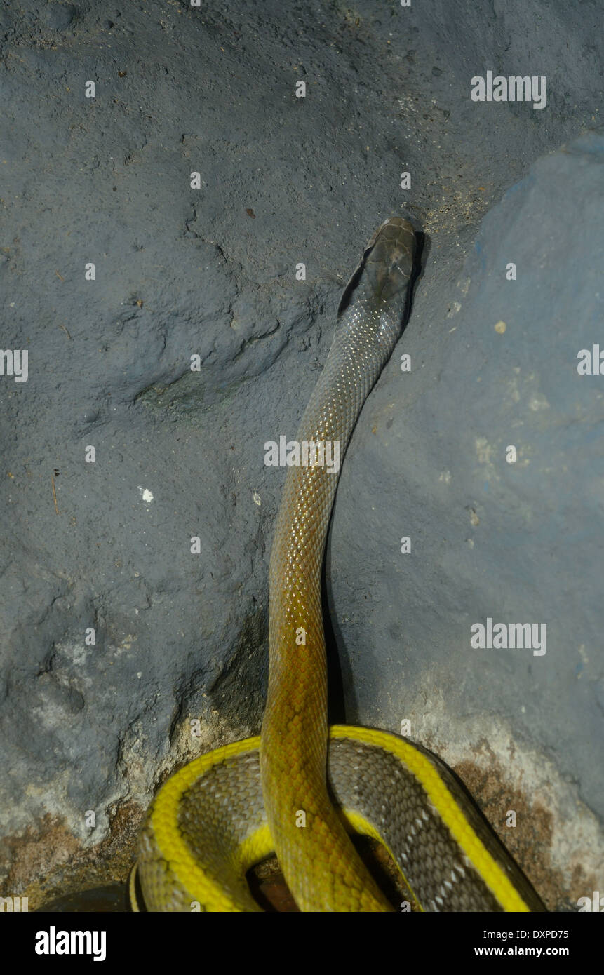 Beauty snake elaphe Banque de photographies et d’images à haute ...