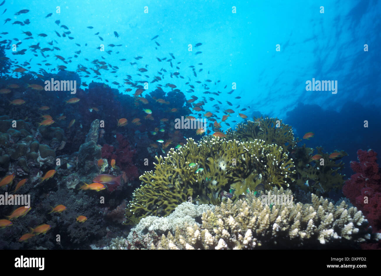 Anthias sur un récif de corail - Mer Rouge, en Arabie Saoudite Photo ...