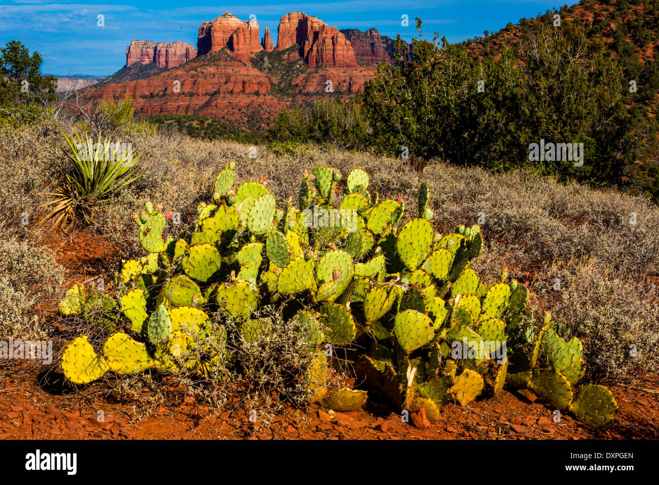 Cactus et roche rouge au premier plan Banque de photographies et d ...