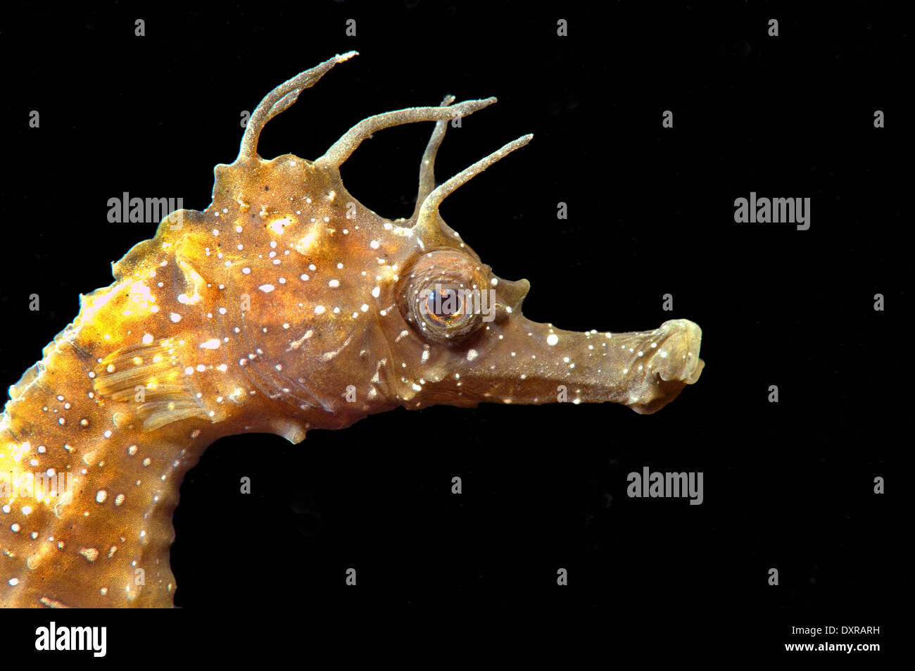 Syngnathus hippocampe Banque de photographies et d’images à haute ...