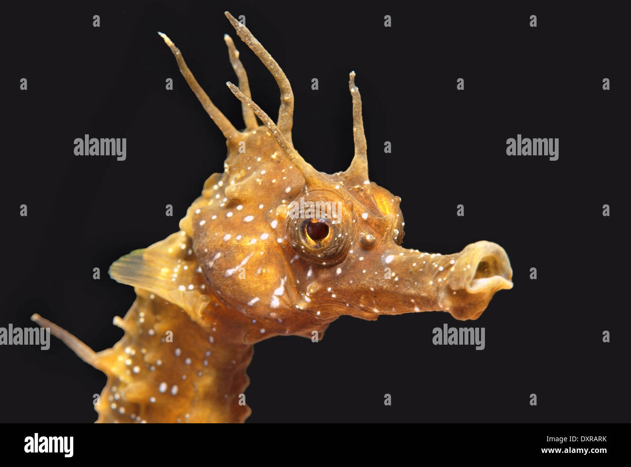 Rochers d'hippocampes Banque de photographies et d’images à haute ...