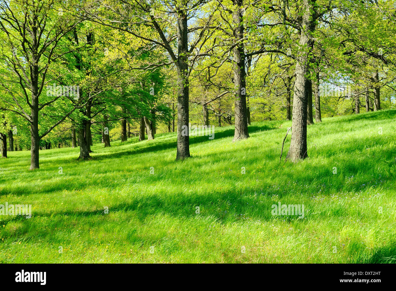 Forêt de feuillus Banque de photographies et d’images à haute ...