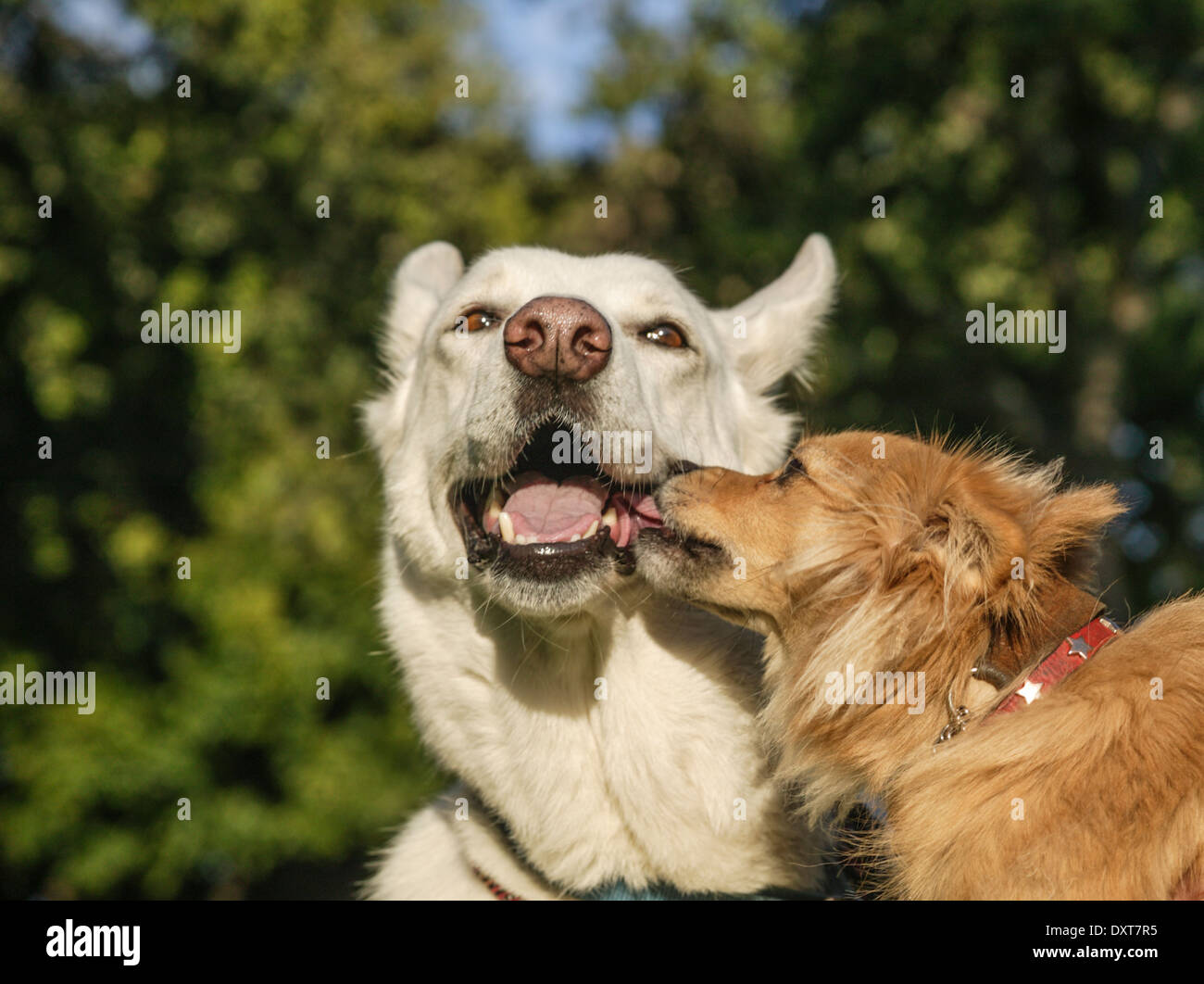Bisous de chien Banque de photographies et d’images à haute résolution ...