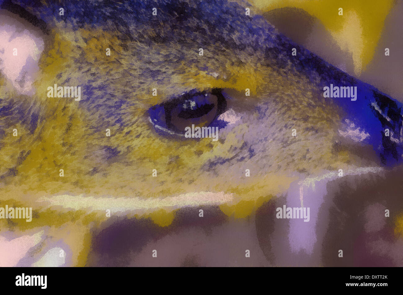 Dwarf antelope dwarf antelope neotragus Banque de photographies et d ...