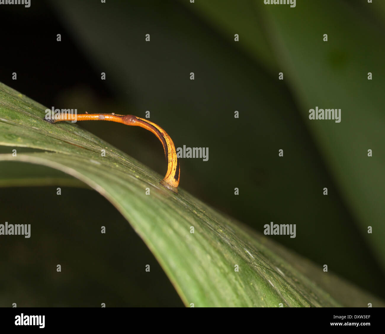 Tiger Leech (Haemadipsa picta) locomotion, à l'aide de ventouses aux ...