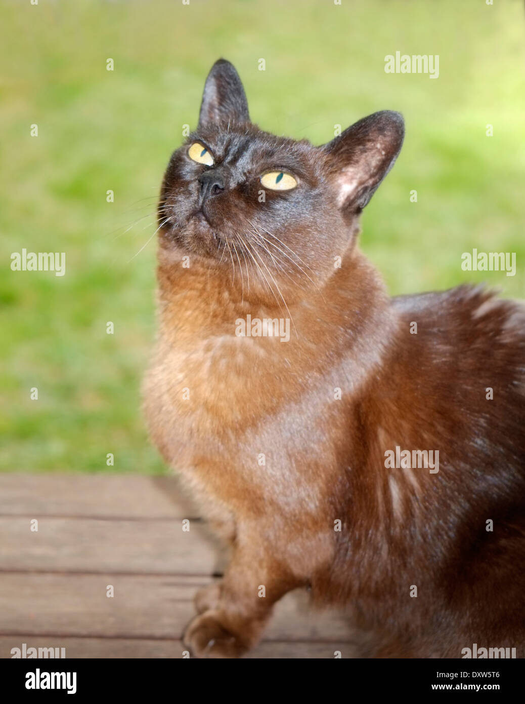 Birmanese cat Banque de photographies et d’images à haute résolution ...