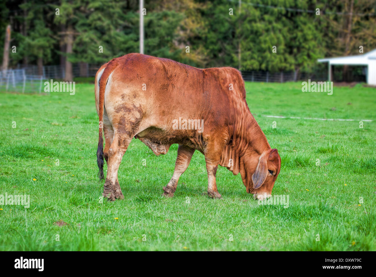 Vache brahman Banque de photographies et d’images à haute résolution ...