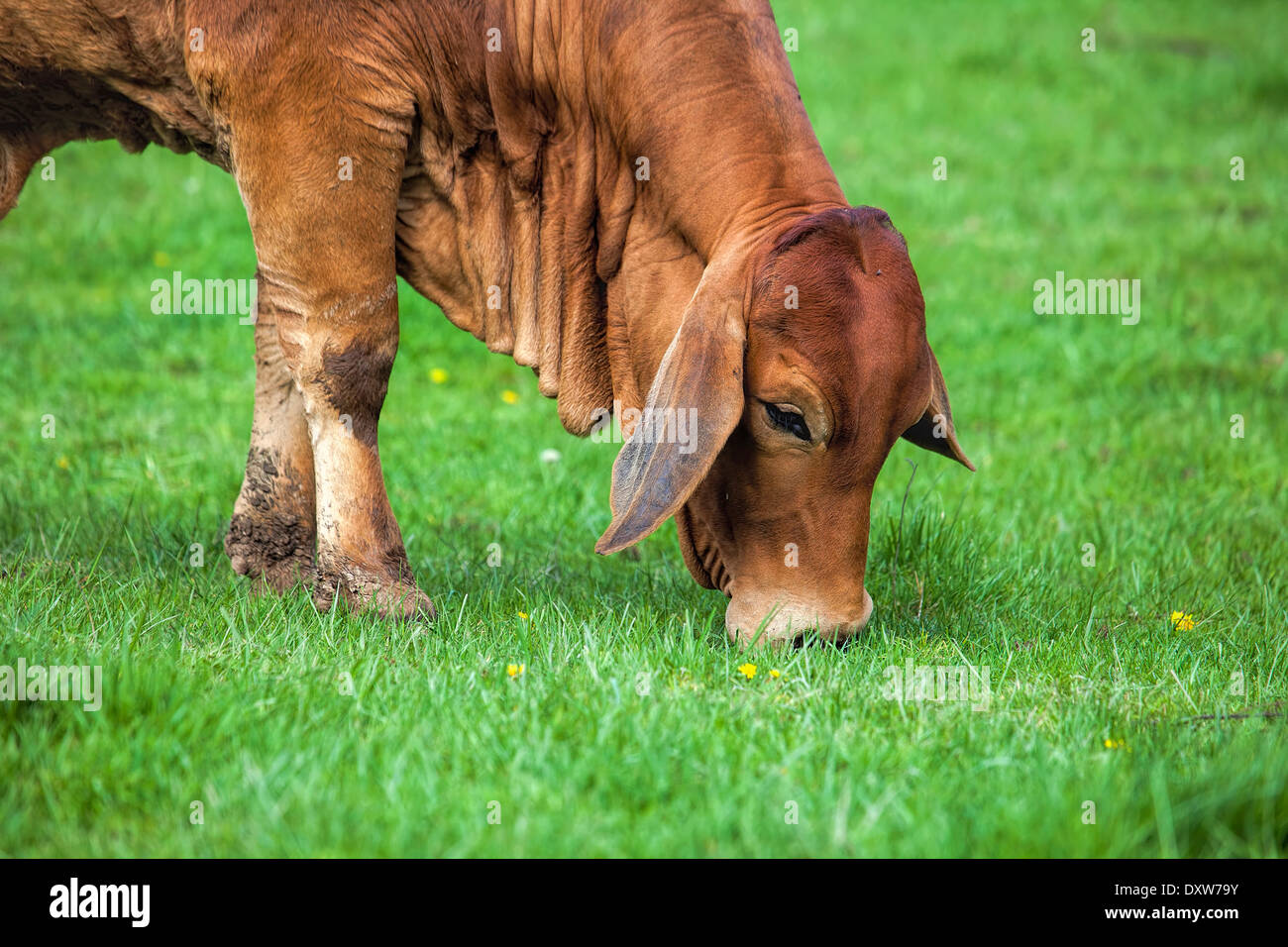 Vache brahman Banque de photographies et d’images à haute résolution ...
