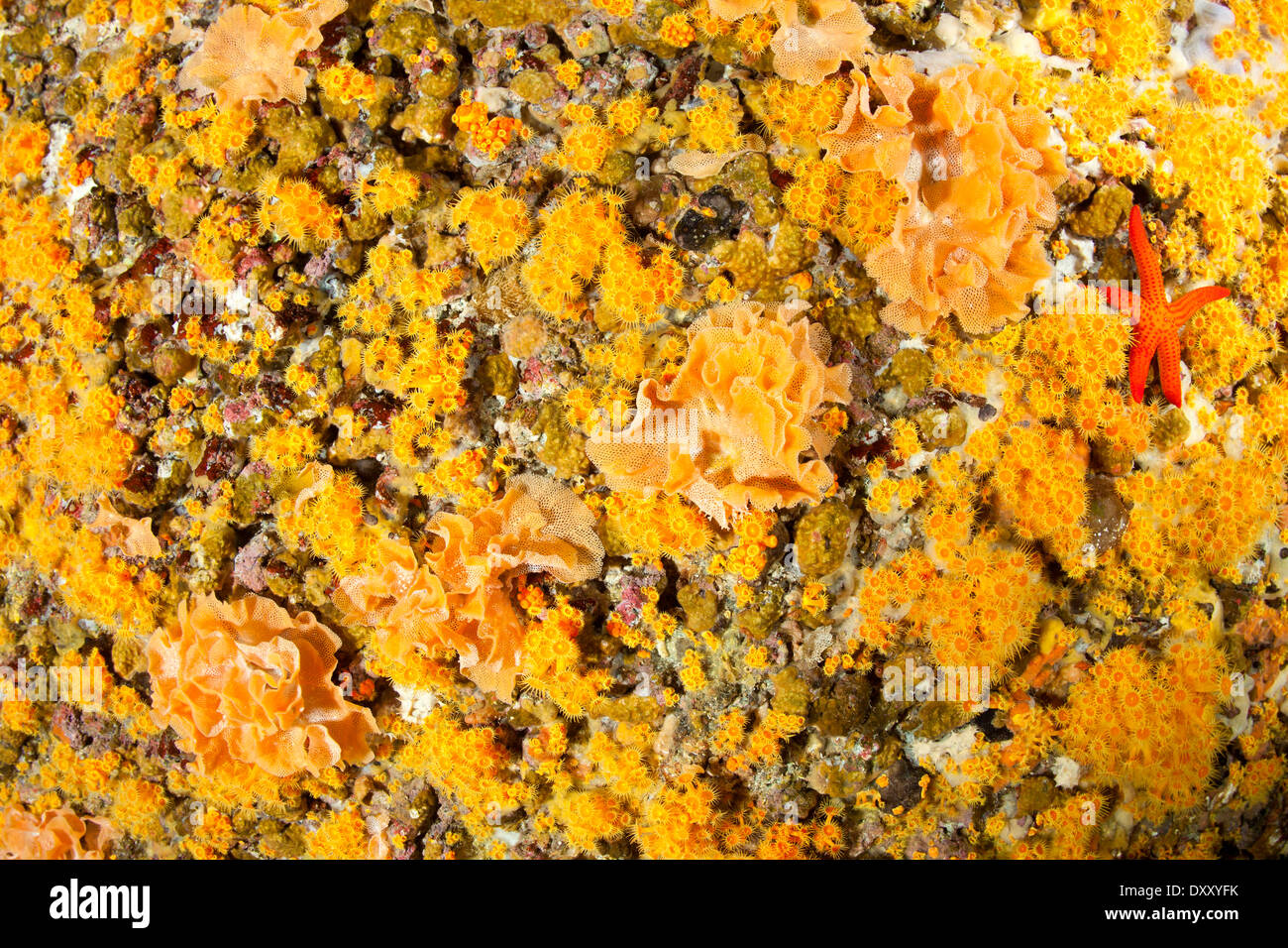 Parazoanthus sp Banque de photographies et d’images à haute résolution ...