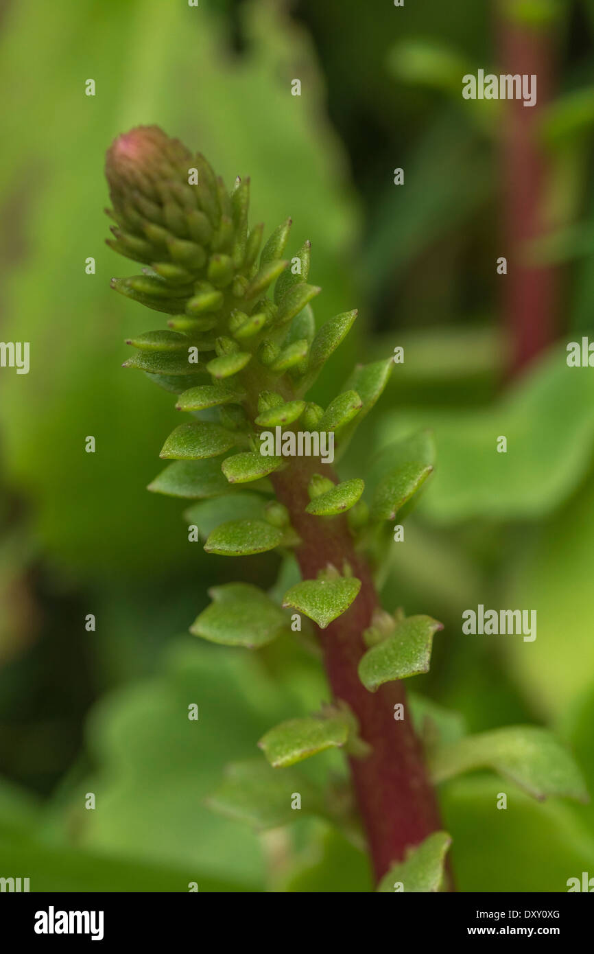 Ombilic des rochers Banque de photographies et d’images à haute ...