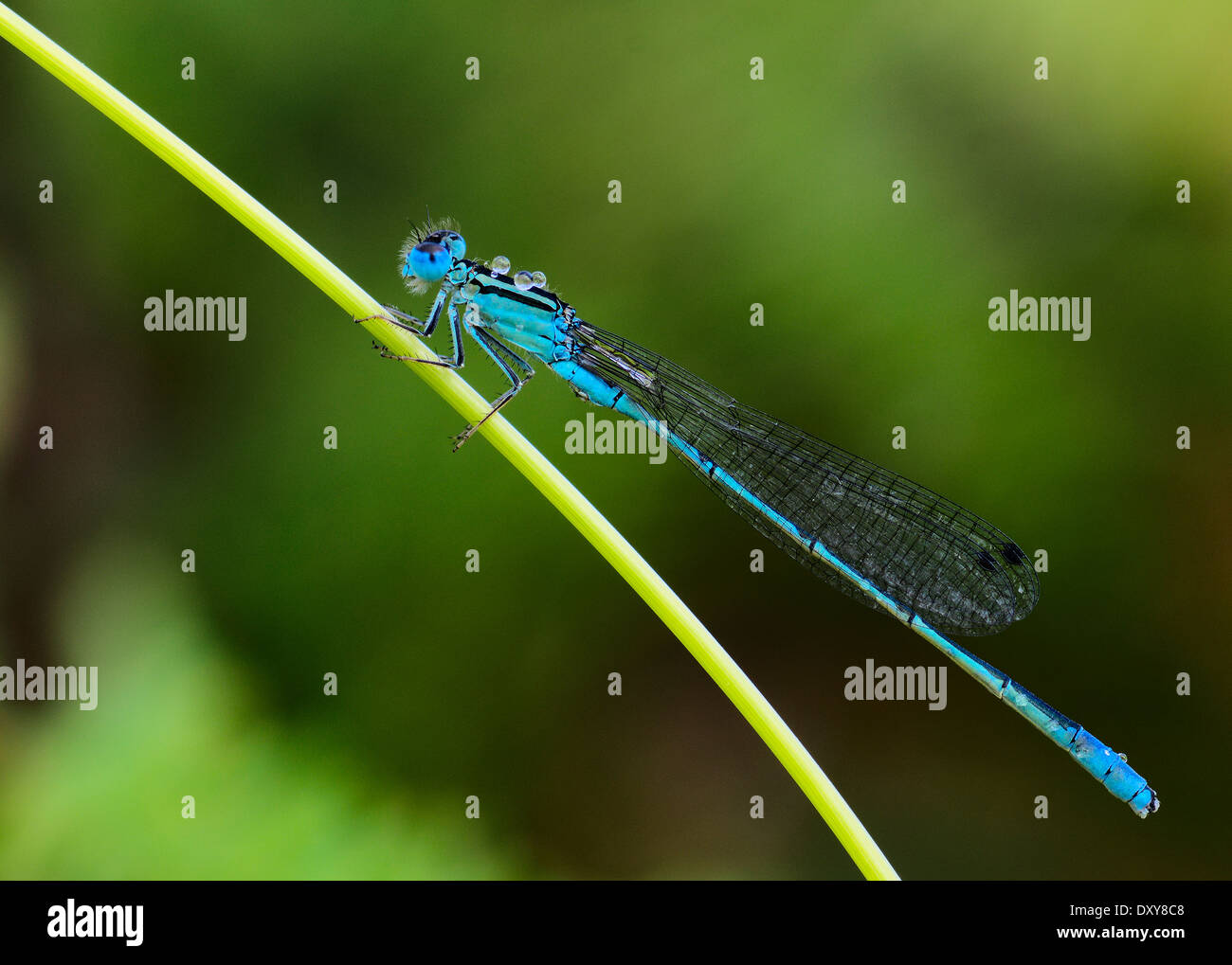 Libellule bleue fond bleu Banque de photographies et d’images à haute ...