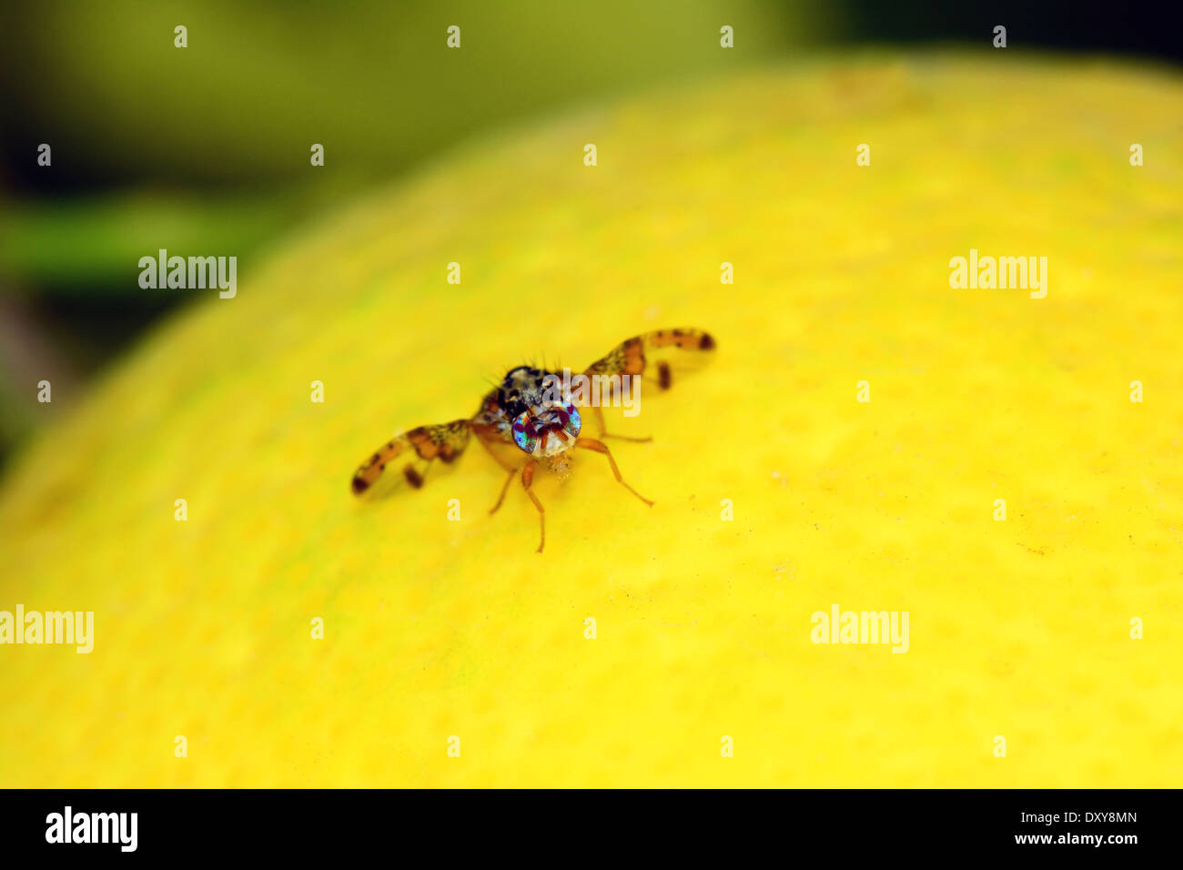 Fruits insectes nuisibles Banque de photographies et d’images à haute ...