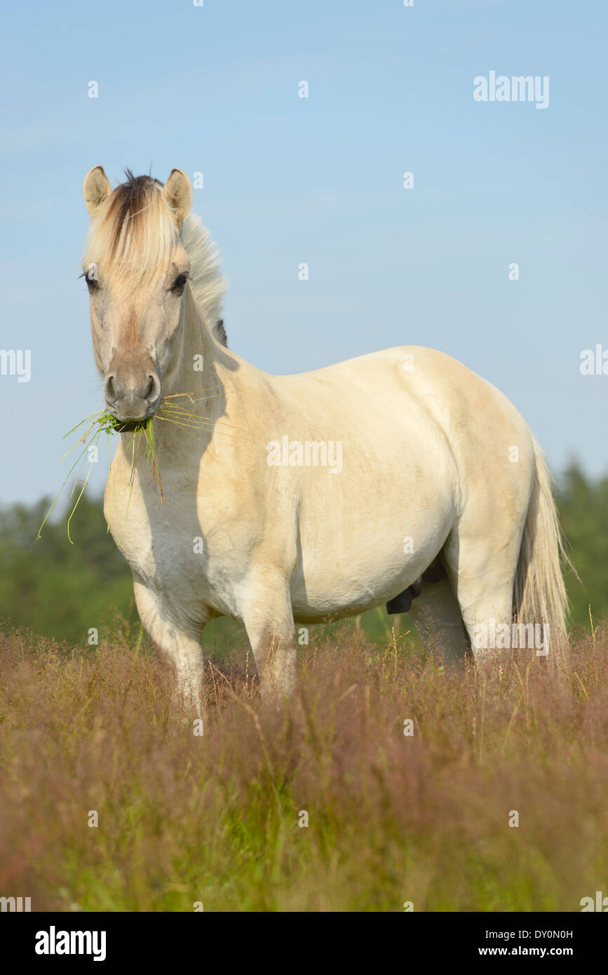 Norwegian fjord pony Banque de photographies et d’images à haute ...