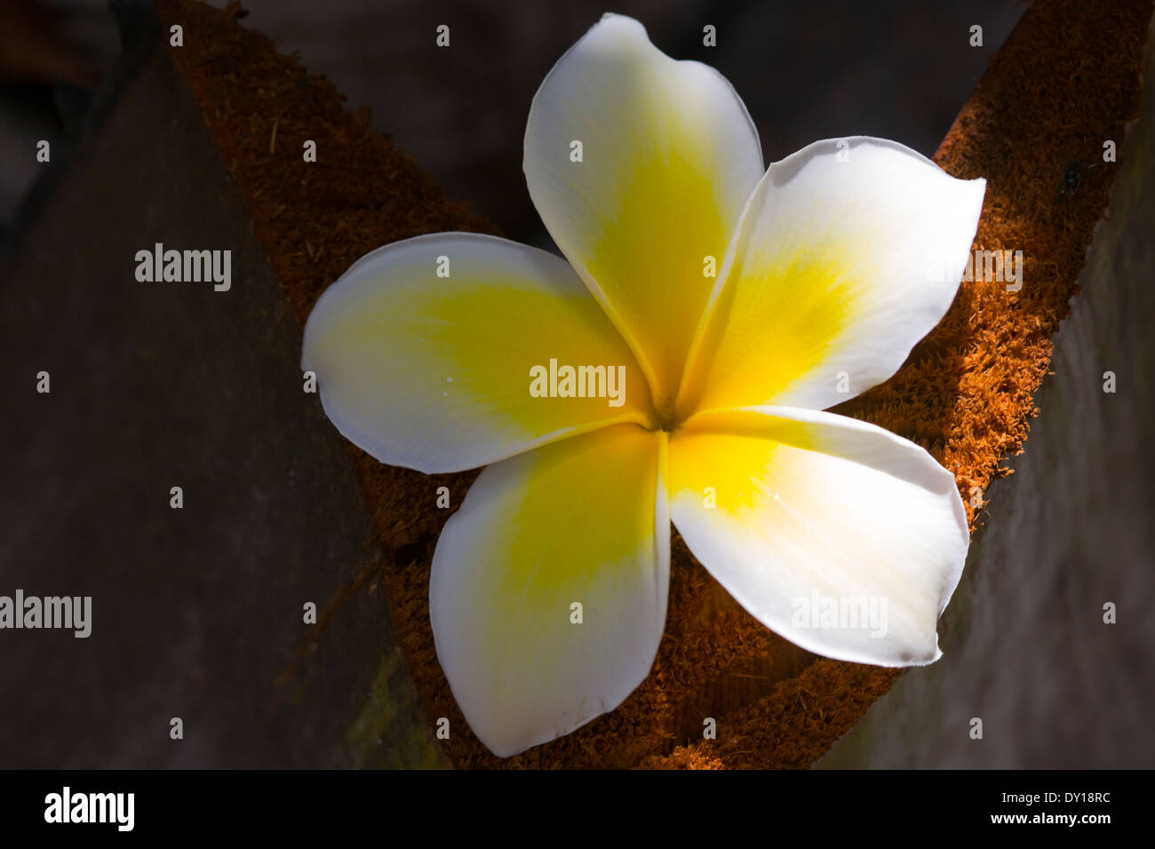 Grand cayman flowers Banque de photographies et d’images à haute résolution - Alamy