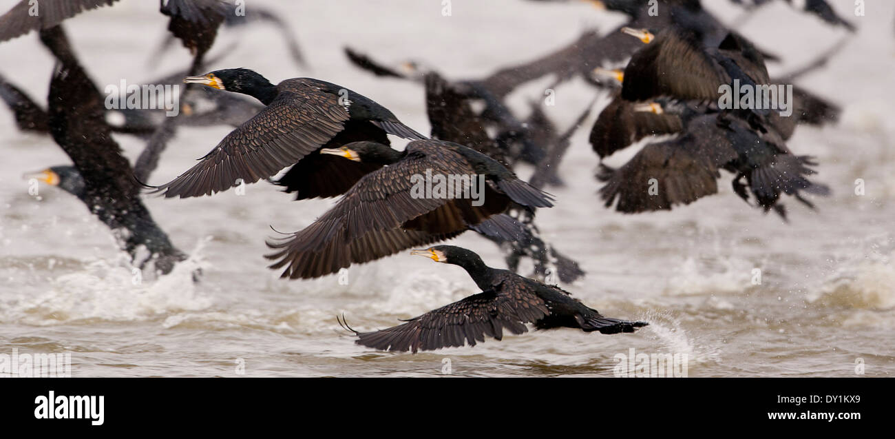Grand Cormoran (Phalacrocorax carbo) troupeau de poissons dans un ...