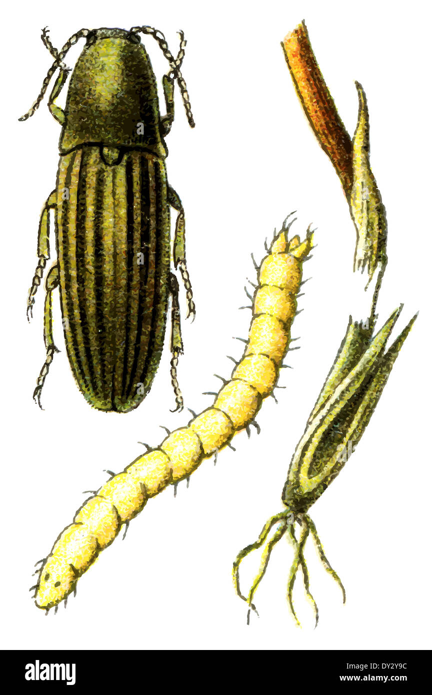 Cliquez larve de coléoptère Banque de photographies et d’images à haute ...