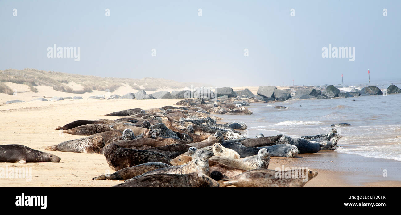 Colonie de phoques gris, Halichoerus grypus, hissé sur une plage de ...
