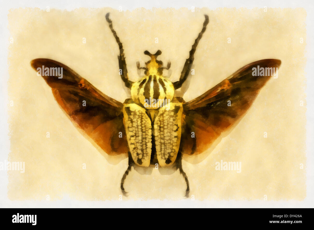 Royal goliath beetle Banque de photographies et d’images à haute ...