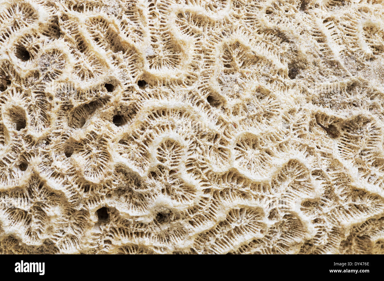 Corail mort Banque de photographies et d’images à haute résolution - Alamy